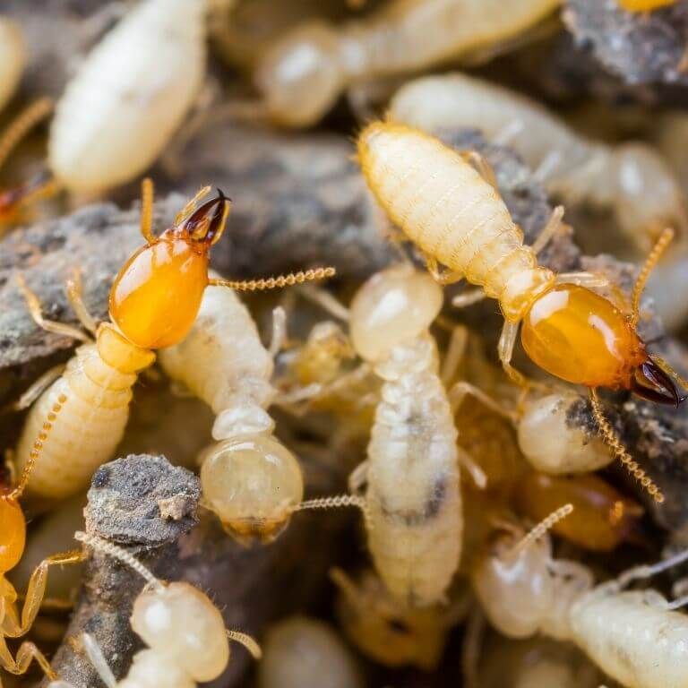 comejeninmunizacion.com